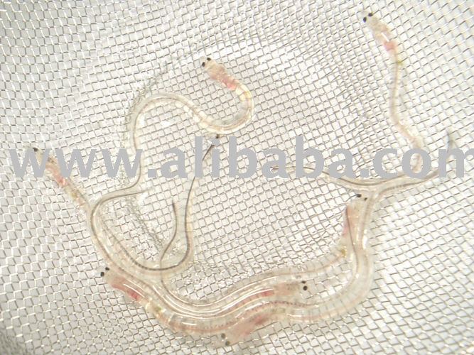 Glass Eelphilippines Fry Eel Price Supplier 21food