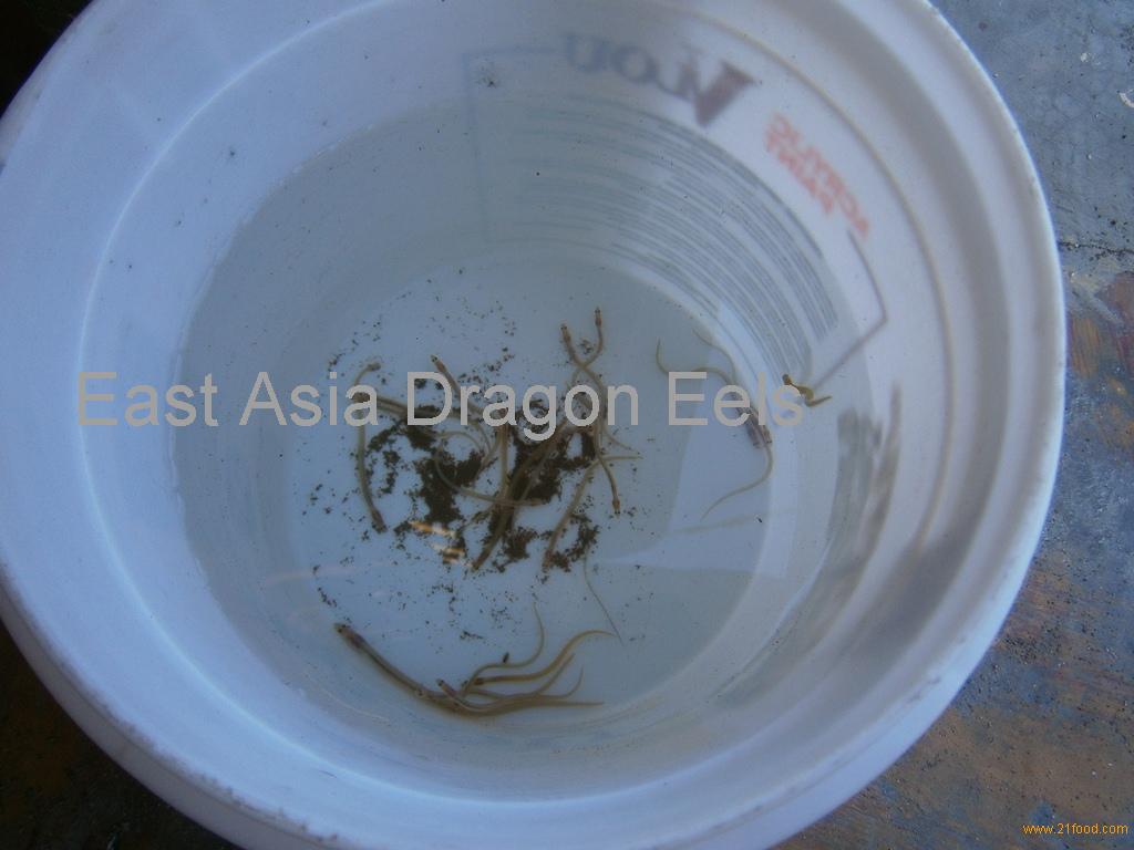 Glass Eelphilippines Price Supplier 21food